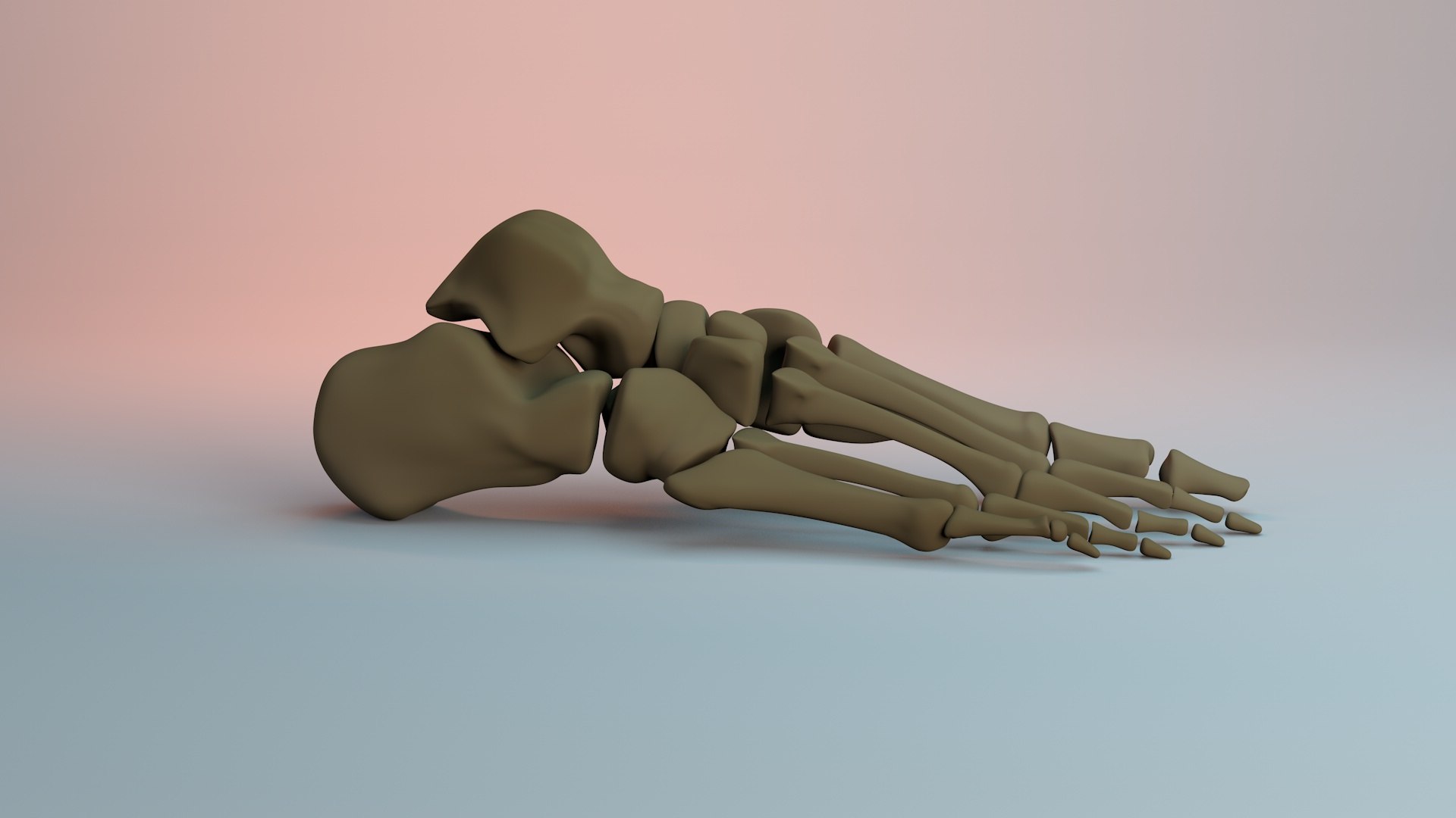 Foot Bone Skeleton 3D Model - TurboSquid 1747210