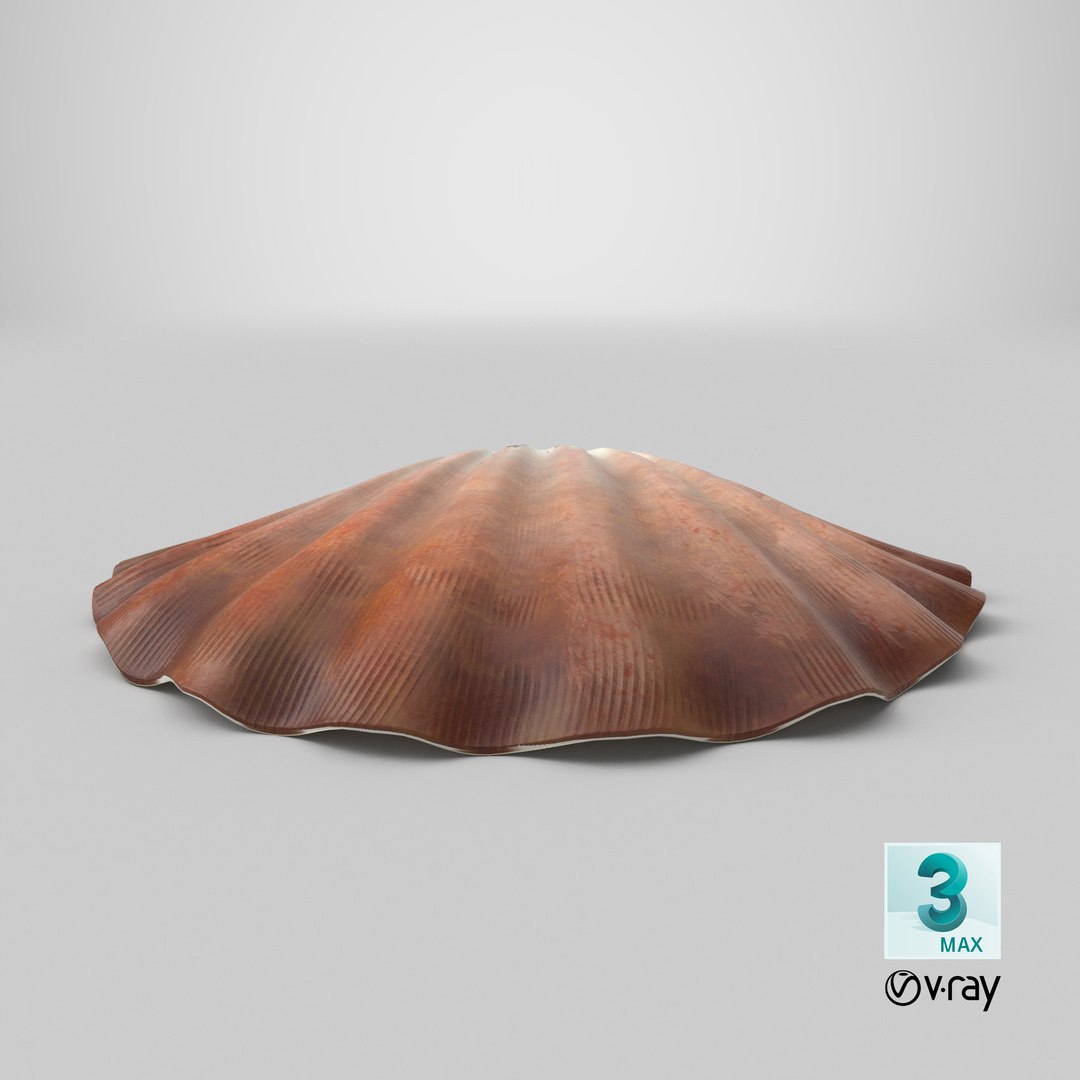 3D Clam-shells---shell-02 - TurboSquid 1155452