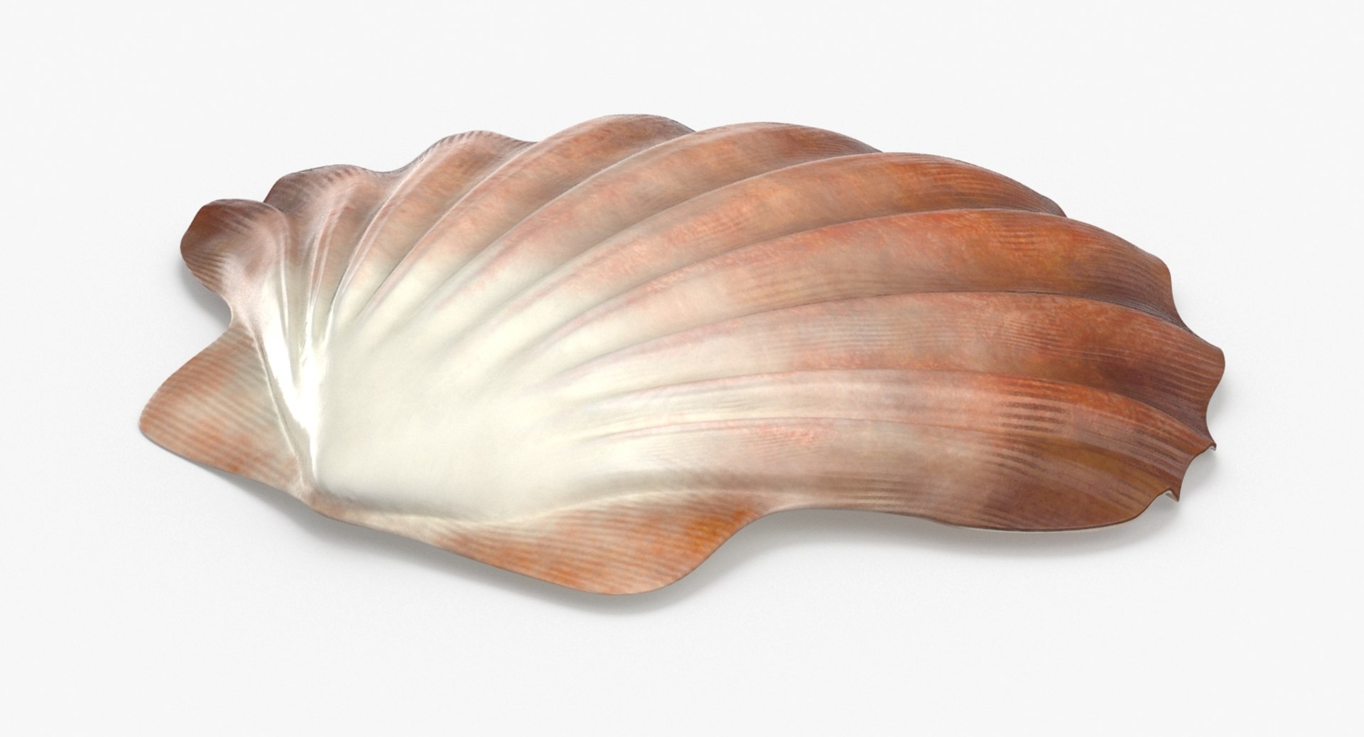 3D Clam-shells---shell-02 - TurboSquid 1155452