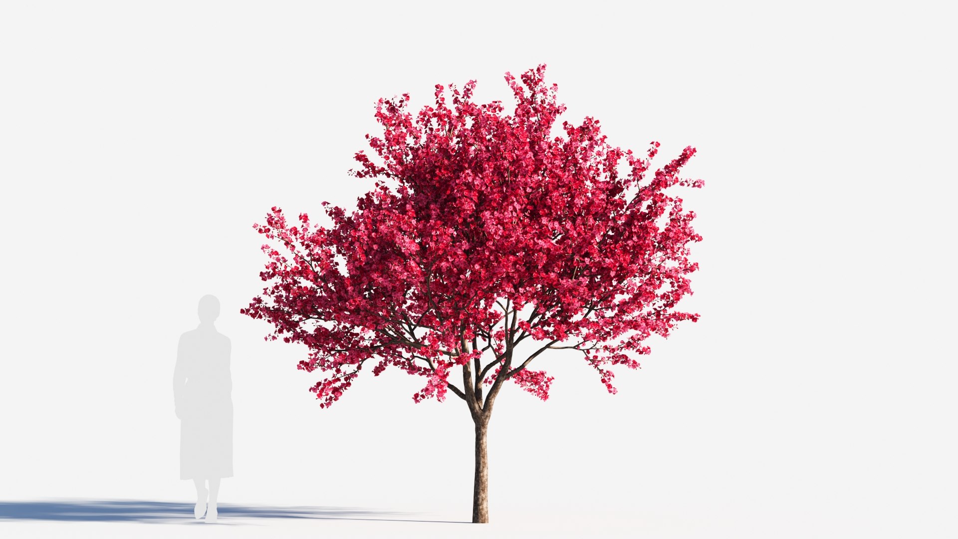 Malus spectabilis tree a 3D model - TurboSquid 2119181