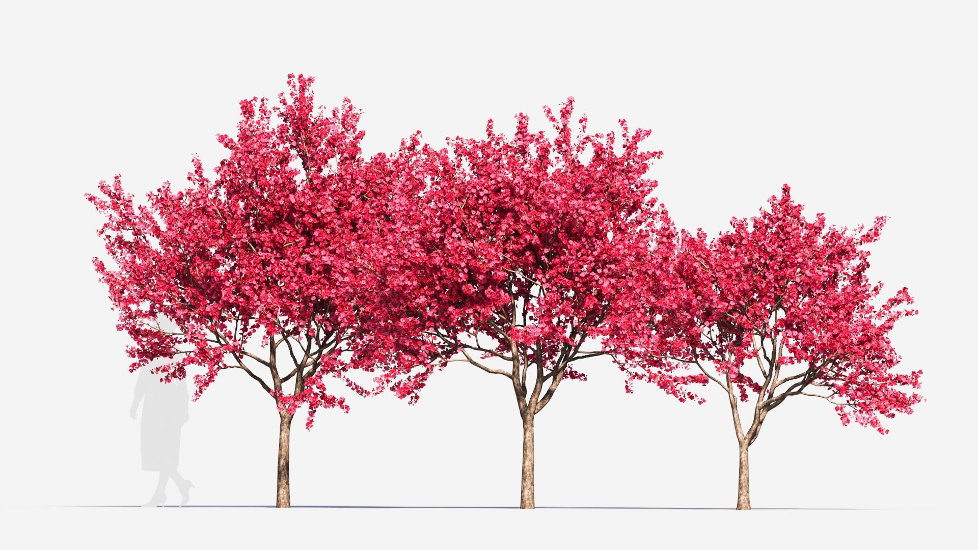 Malus Spectabilis Tree | informacionpublica.svet.gob.gt