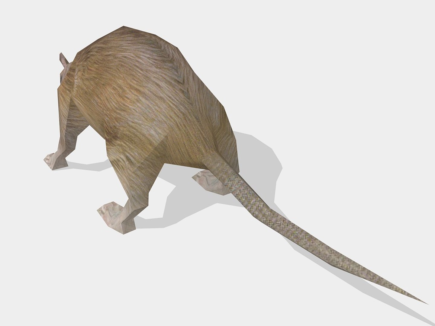 3d Rat Animal Model