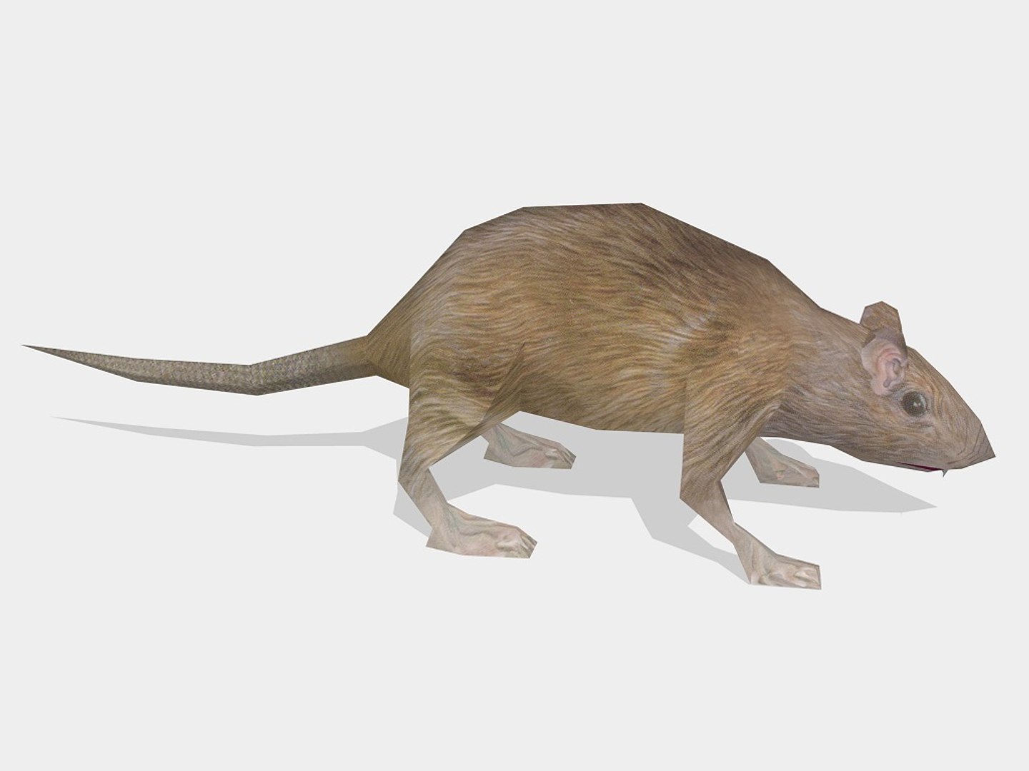 3d Rat Animal Model