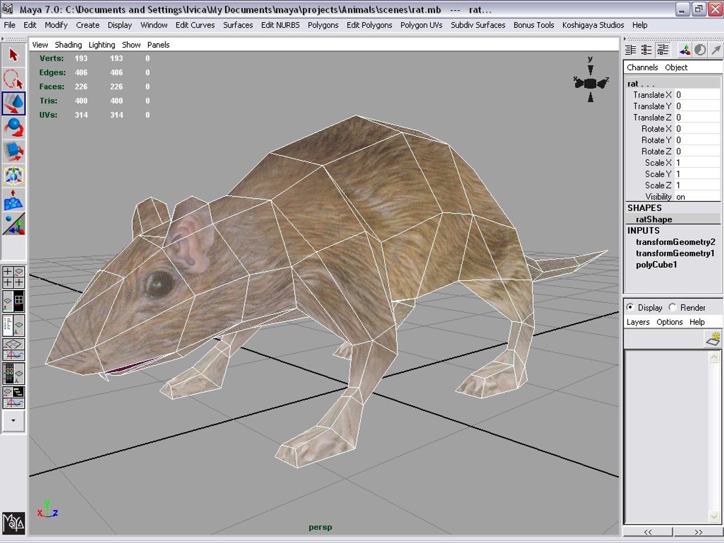 3d Rat Animal Model