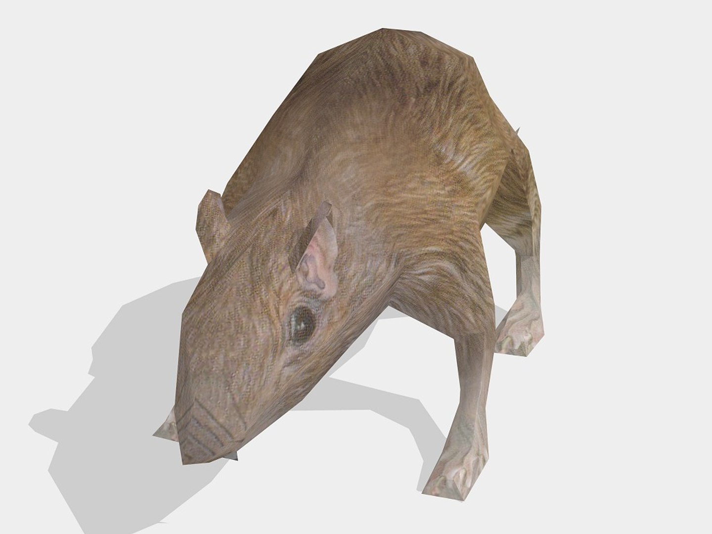 3d Rat Animal Model