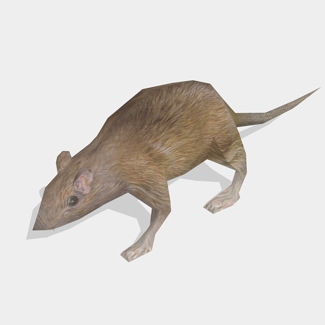 3d Rat Animal Model