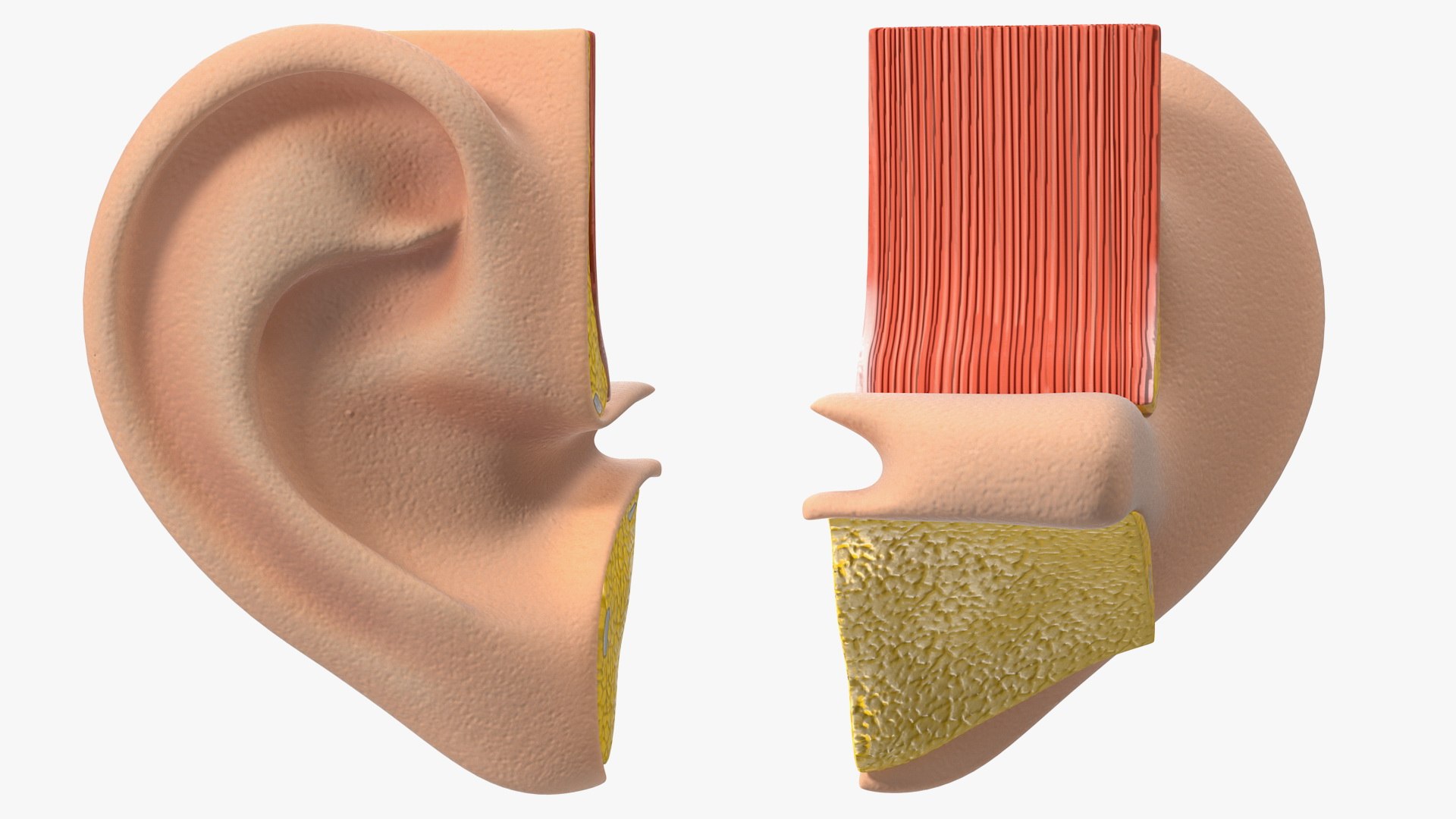 3D Model Ear Structure - TurboSquid 1645892