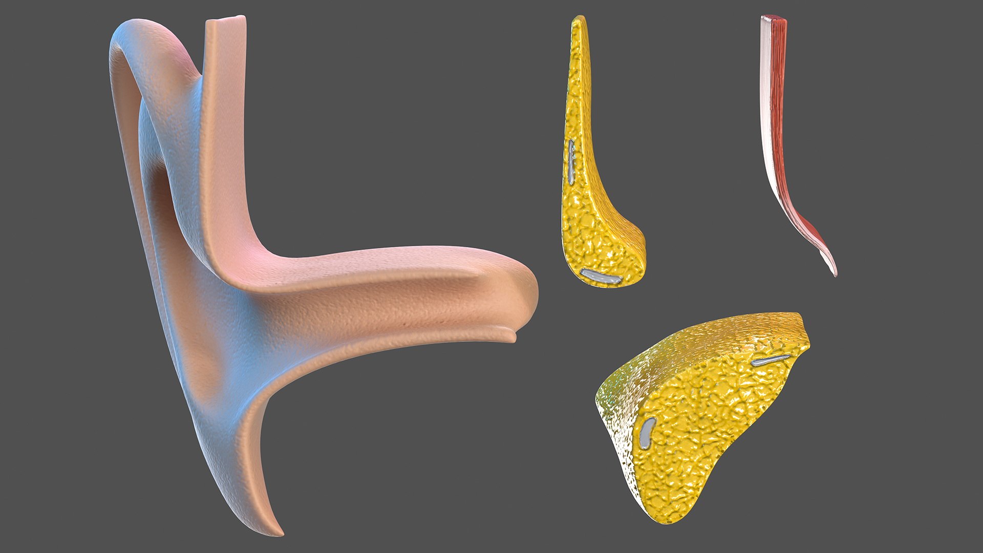 3D Model Ear Structure - TurboSquid 1645892