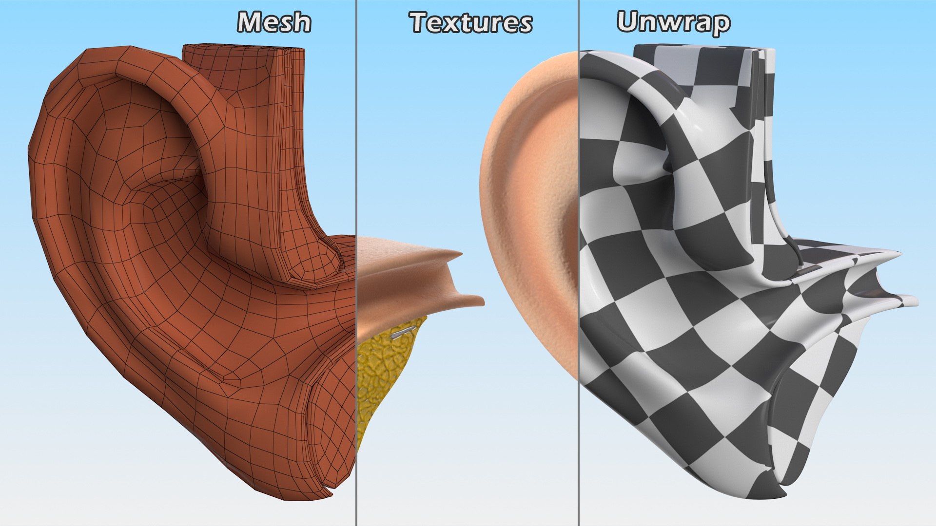 3D Model Ear Structure - TurboSquid 1645892
