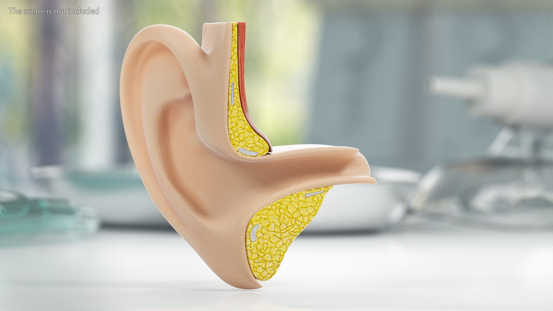 3D Model Ear Structure - TurboSquid 1645892
