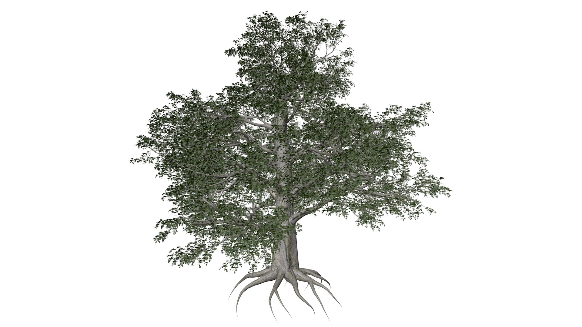 European Beech Tree - 01 - 3D Model - TurboSquid 2375821