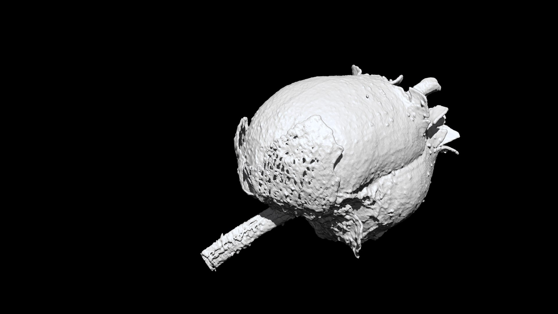 Antirrhinum Majus 3D CT Scan Model Decimate 30 Percent 3D Model ...