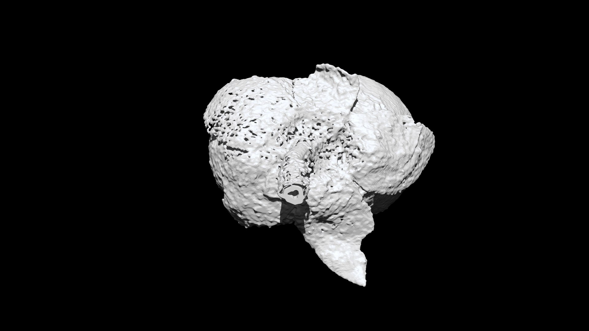 Antirrhinum Majus 3D CT Scan Model Decimate 30 Percent 3D Model ...