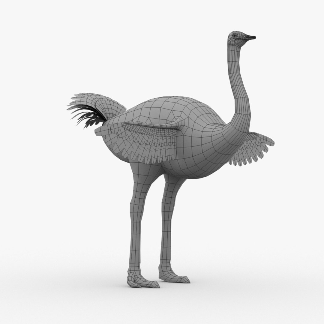 modelo 3d ostrich basemesh - TurboSquid 2007136