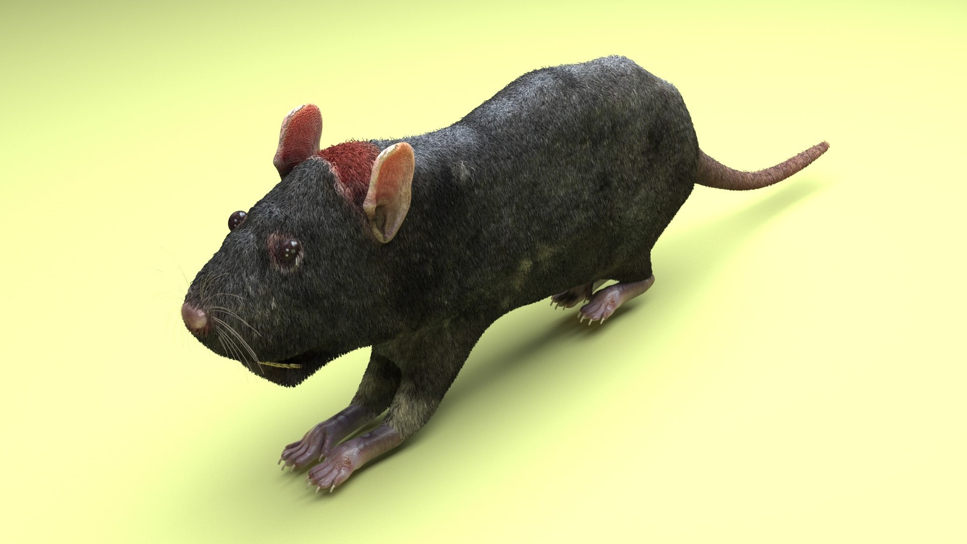 Rat 3D Model - TurboSquid 1924105