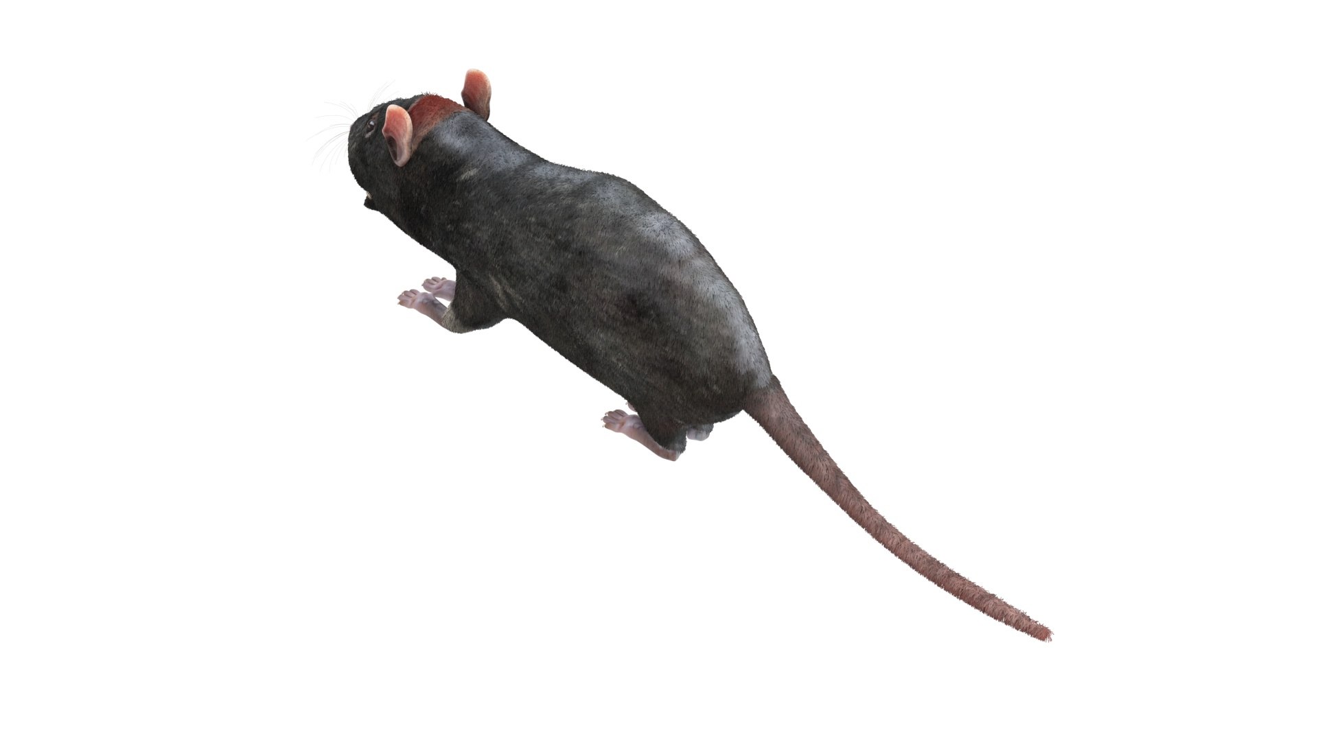 Rat 3D Model - TurboSquid 1924105