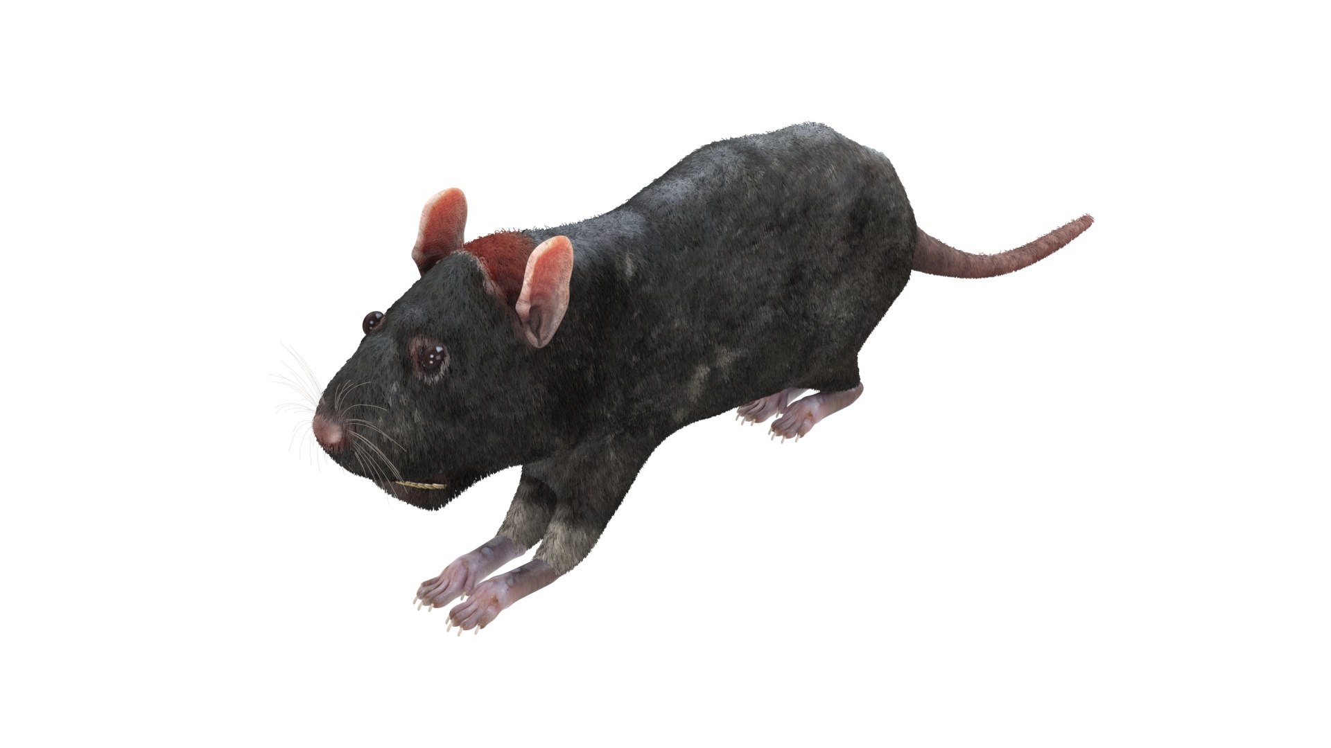 Rat 3D model - TurboSquid 1924105