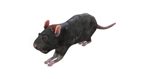 Rat 3D model - TurboSquid 1924105