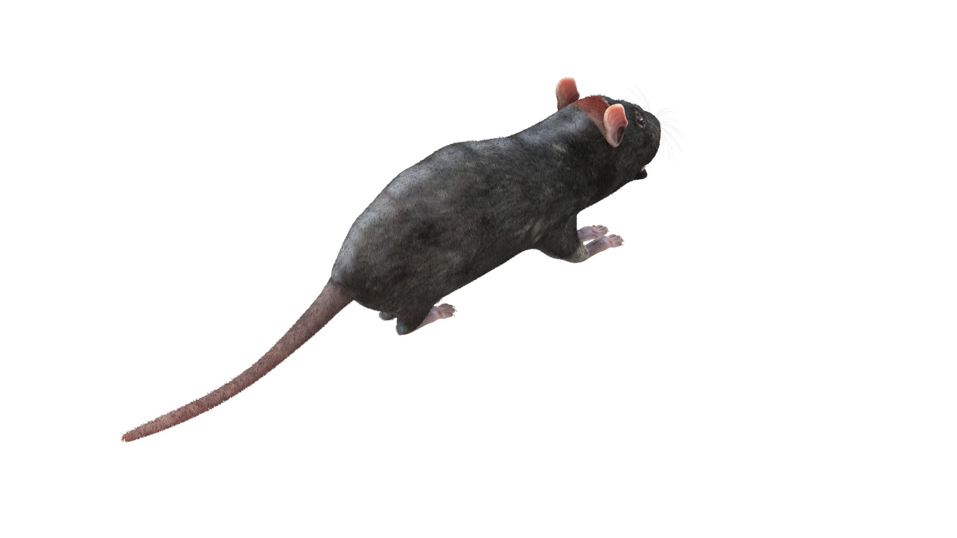 Rat 3D Model - TurboSquid 1924105