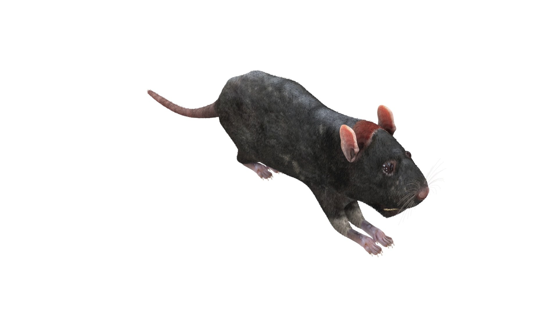 Rat 3D Model - TurboSquid 1924105