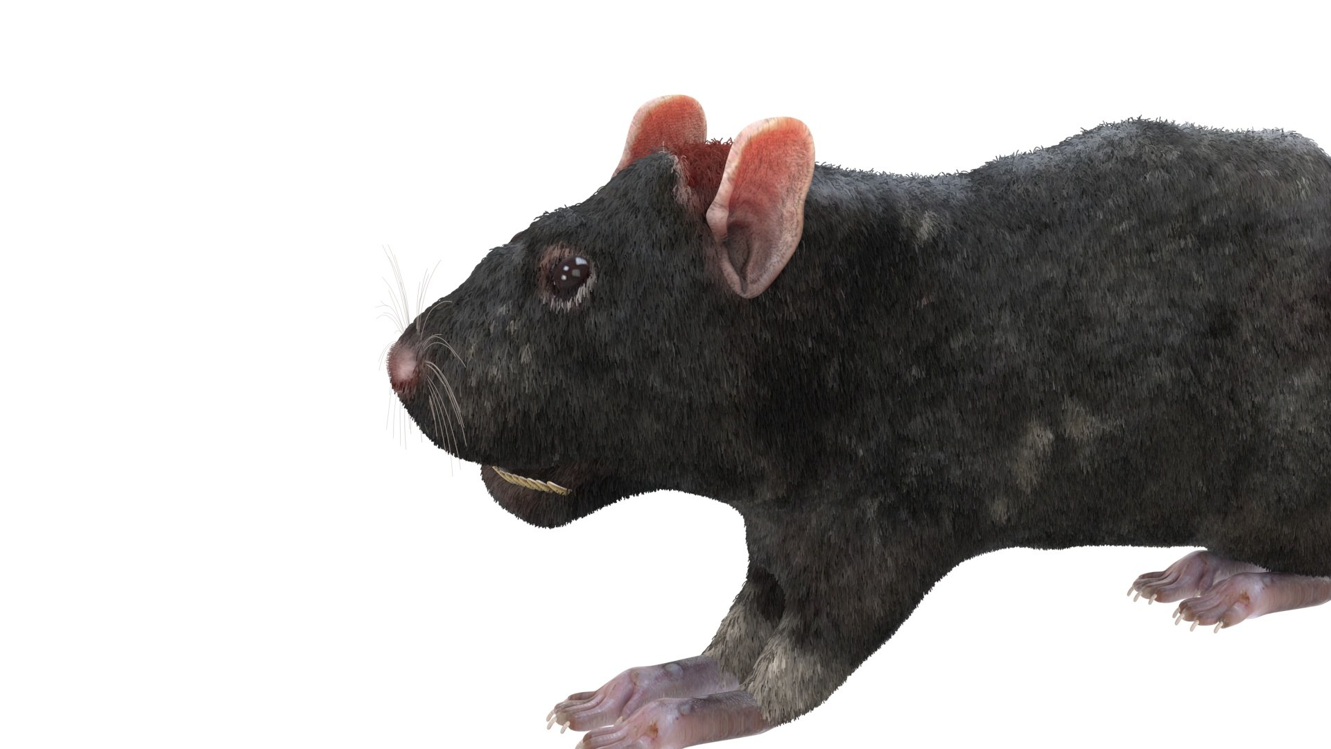 Rat 3D Model - TurboSquid 1924105