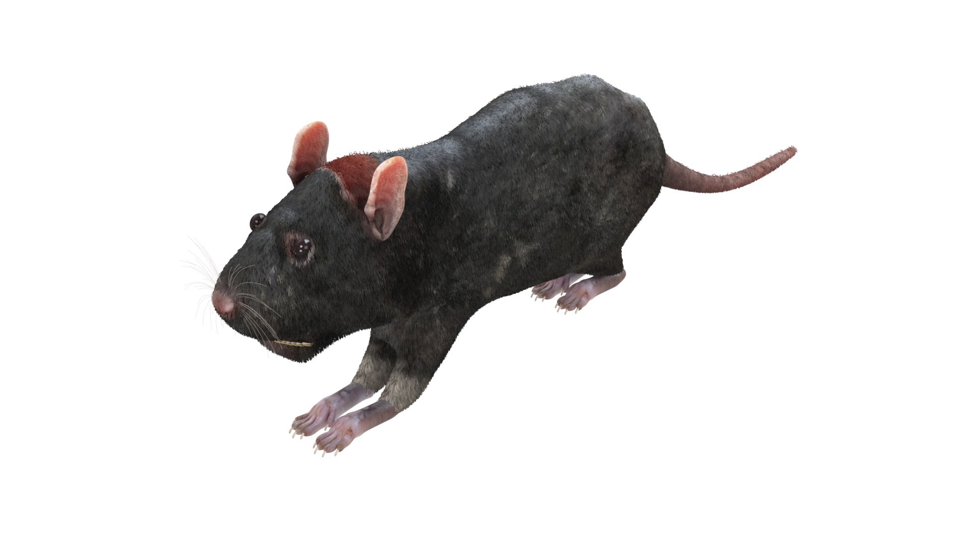 Rat 3D model - TurboSquid 1924105