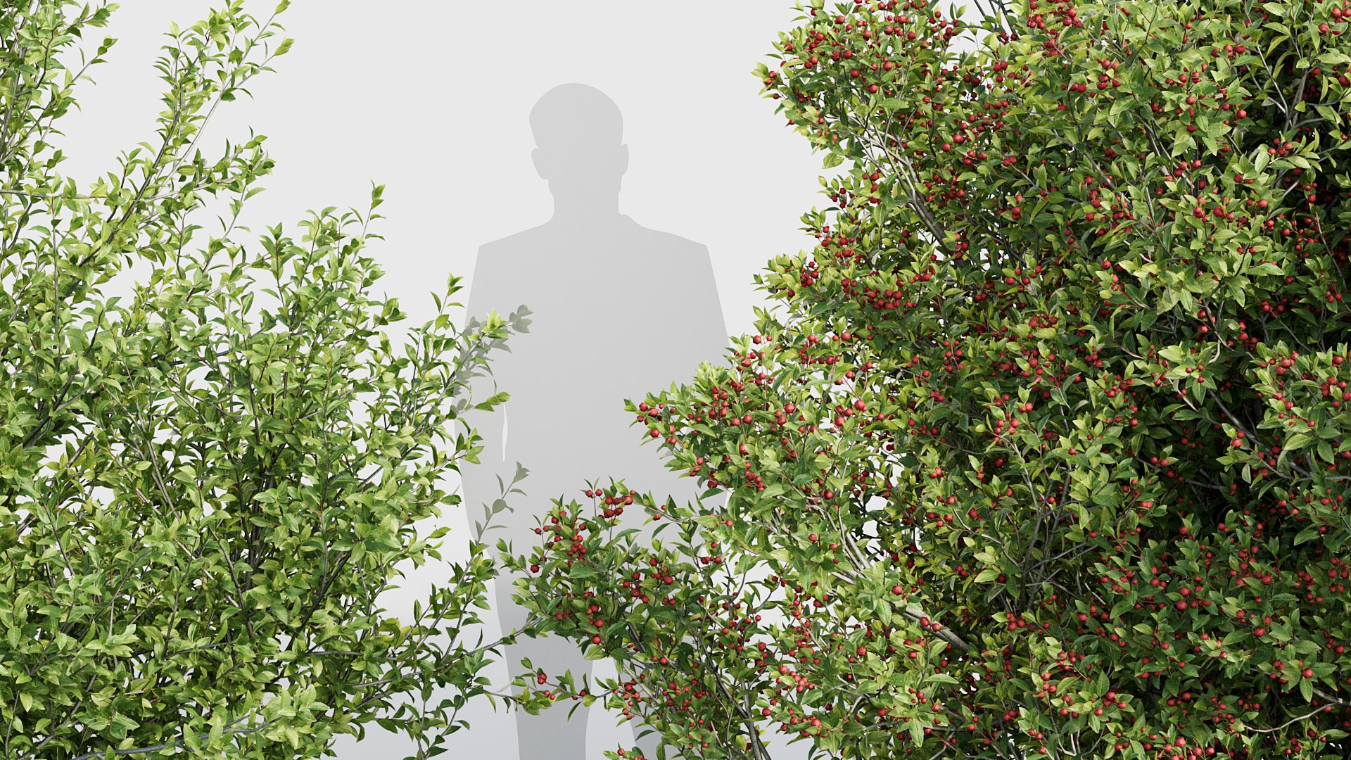 3D model Rhamnus alaternus Italian buckthorn - TurboSquid 2109713