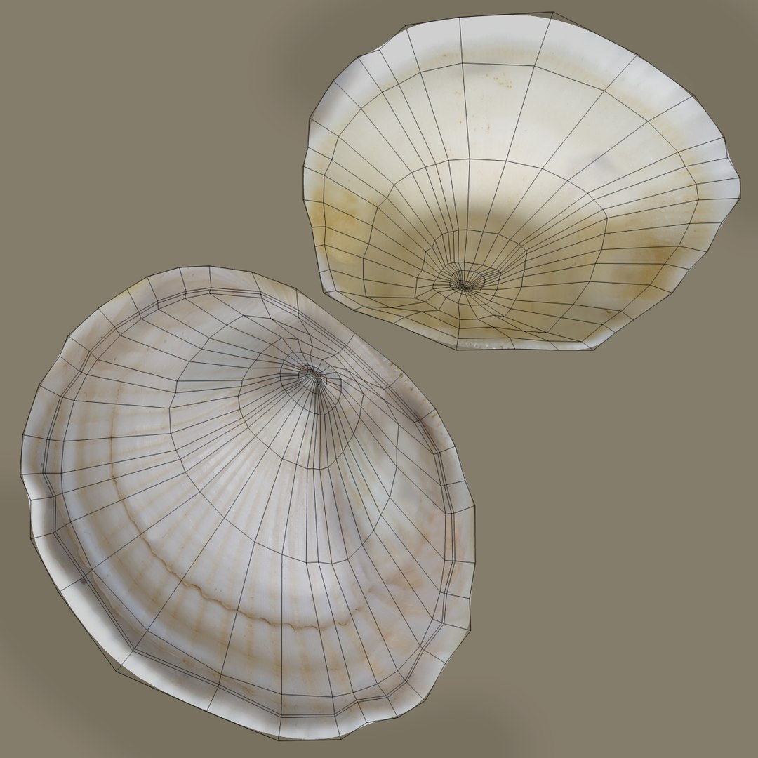 Clam Pbr 3D - TurboSquid 1229491
