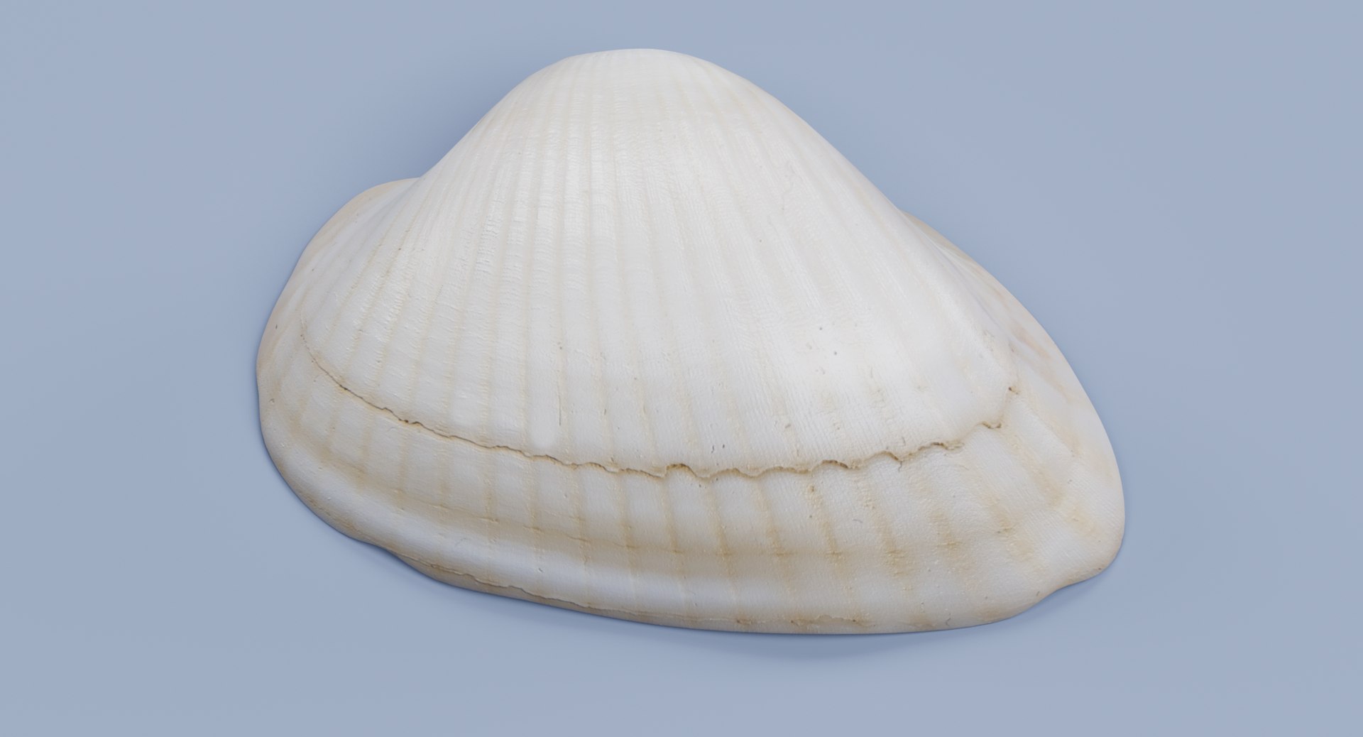 Clam Pbr 3D - TurboSquid 1229491