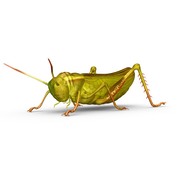 grasshoppers insects crickets 3d obj