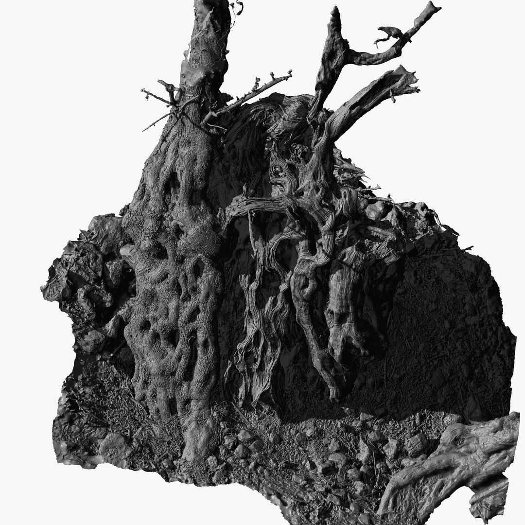 Giant Ancient Olive Tree 11 RAW 3D Scan 2x16k 1x16k Textures OBJ 3D Model - TurboSquid 2189166