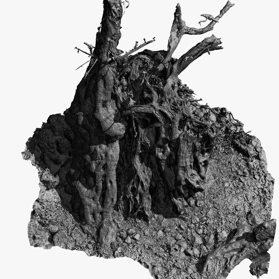 Giant Ancient Olive Tree 11 RAW 3D Scan 2x16k 1x16k Textures OBJ 3D Model - TurboSquid 2189166
