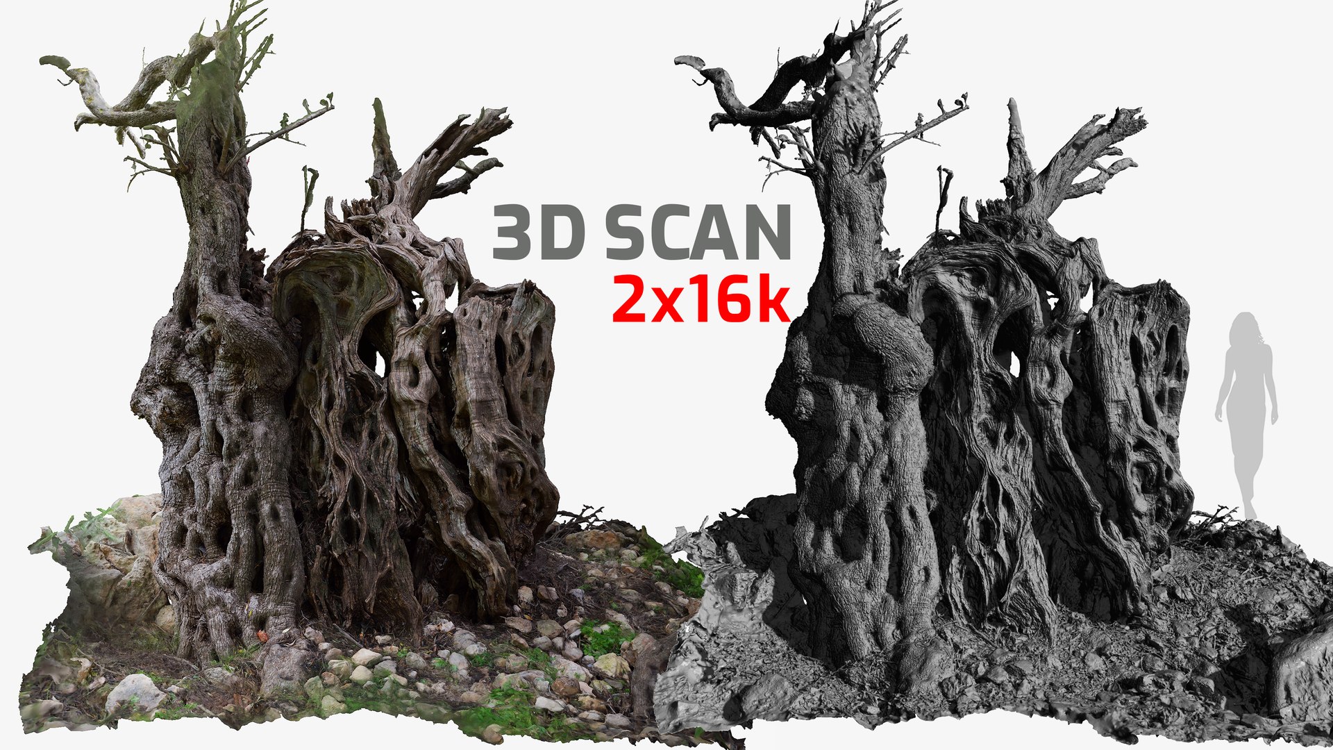 Giant Ancient Olive Tree 11 RAW 3D Scan 2x16k 1x16k Textures OBJ 3D Model - TurboSquid 2189166