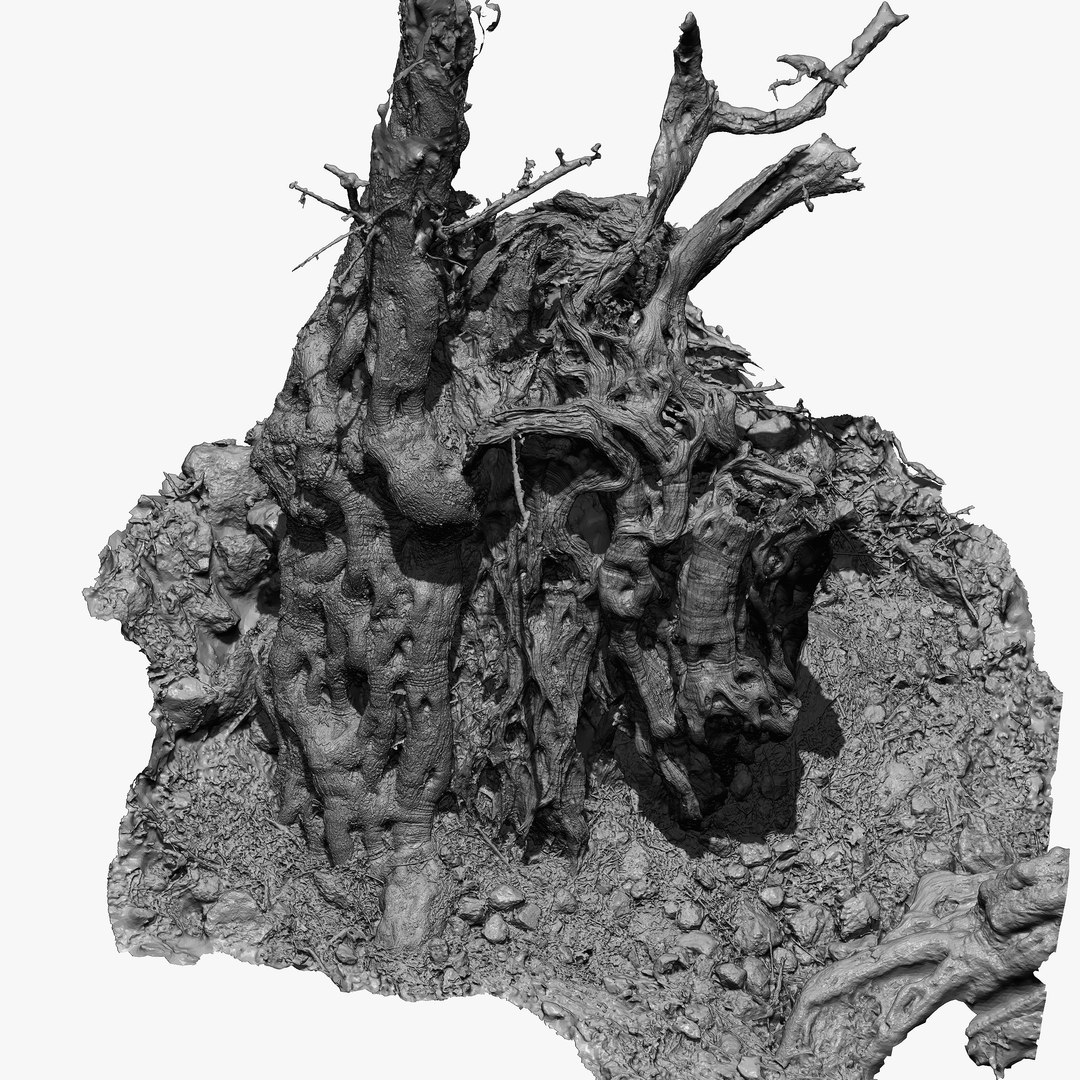 Giant Ancient Olive Tree 11 RAW 3D Scan 2x16k 1x16k Textures OBJ 3D Model - TurboSquid 2189166