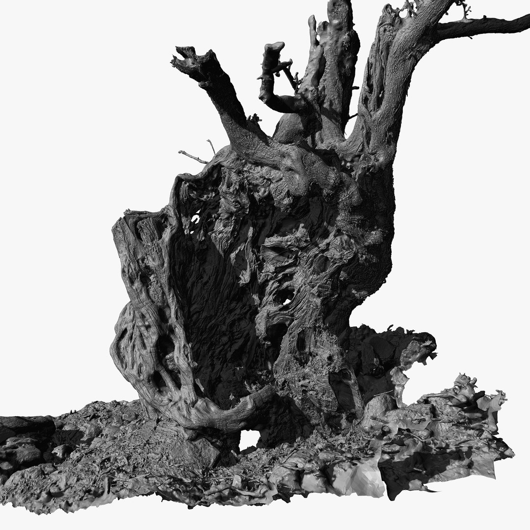 Giant Ancient Olive Tree 11 RAW 3D Scan 2x16k 1x16k Textures OBJ 3D Model - TurboSquid 2189166