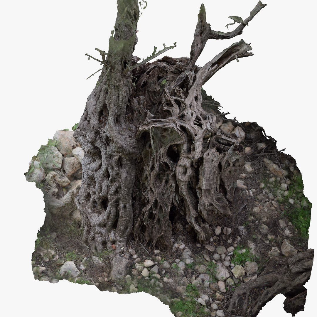 Giant Ancient Olive Tree 11 RAW 3D Scan 2x16k 1x16k Textures OBJ 3D Model - TurboSquid 2189166