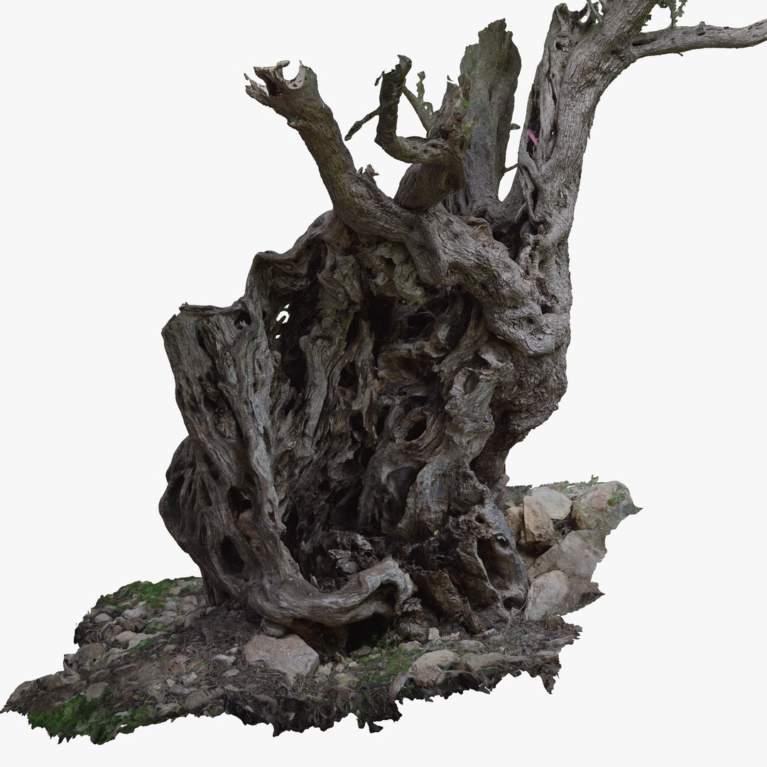 Giant Ancient Olive Tree 11 RAW 3D Scan 2x16k 1x16k Textures OBJ 3D Model - TurboSquid 2189166