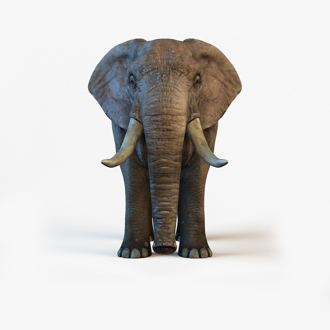 3d Elephant