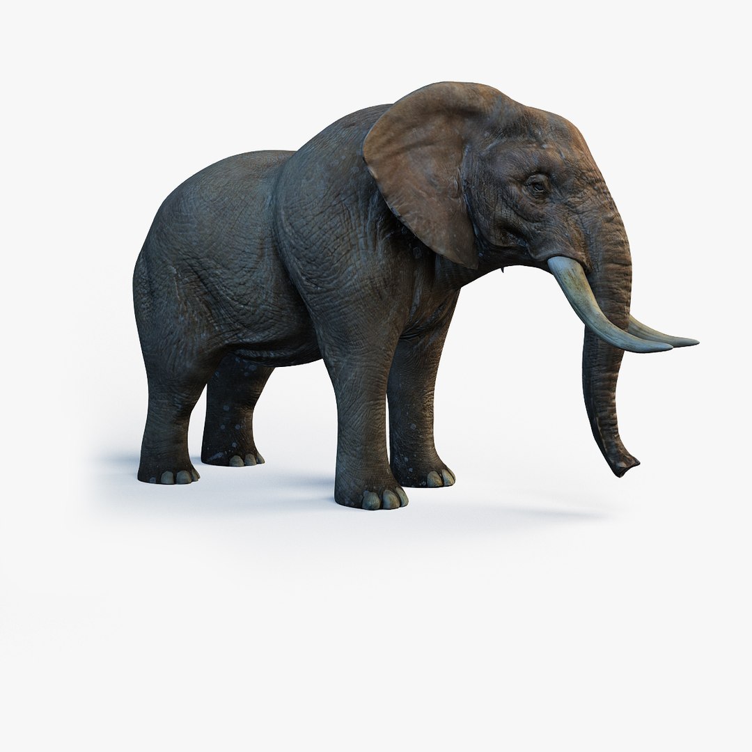 3d Elephant