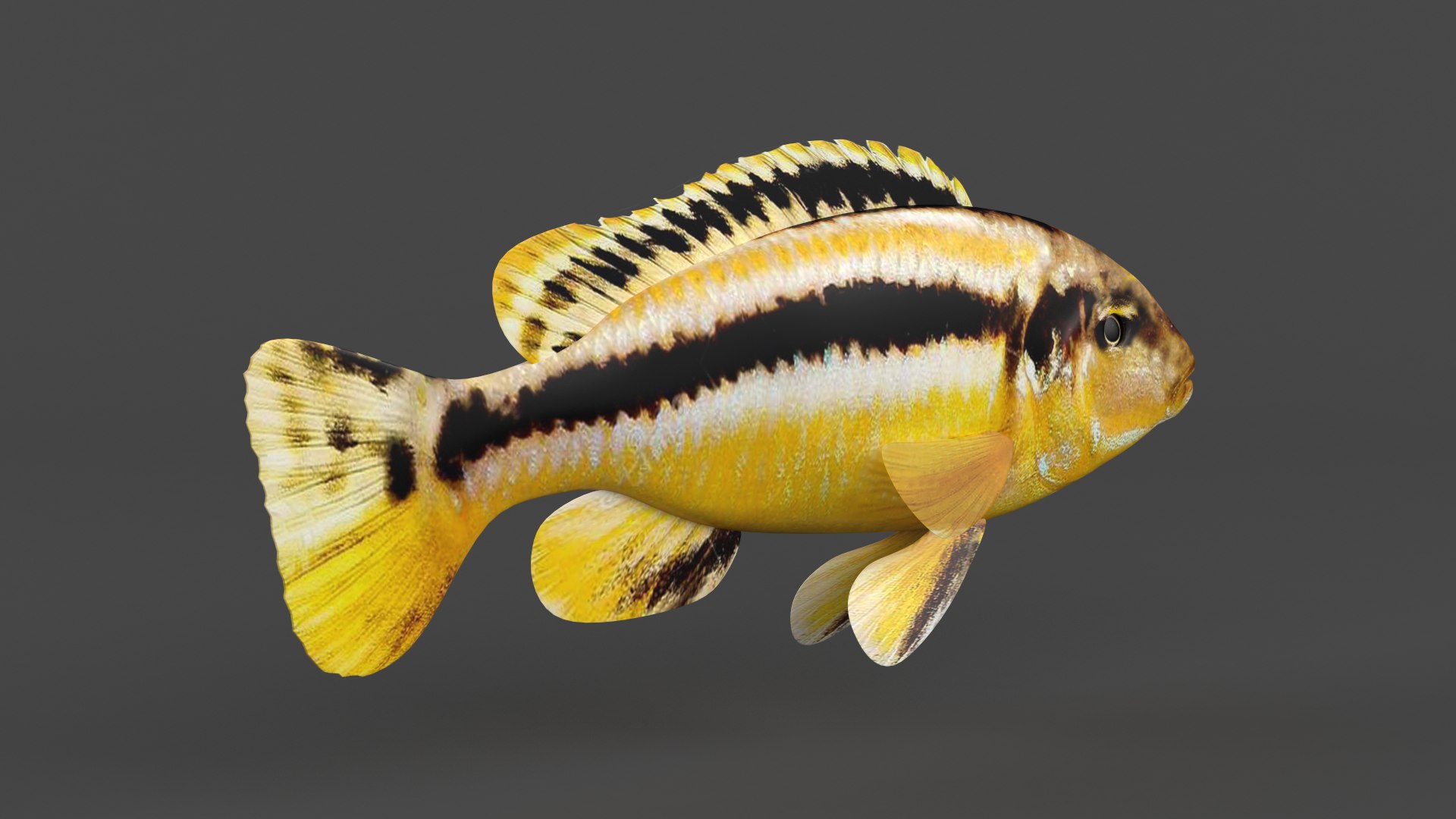 3D Auratus Fish Model - TurboSquid 2158109