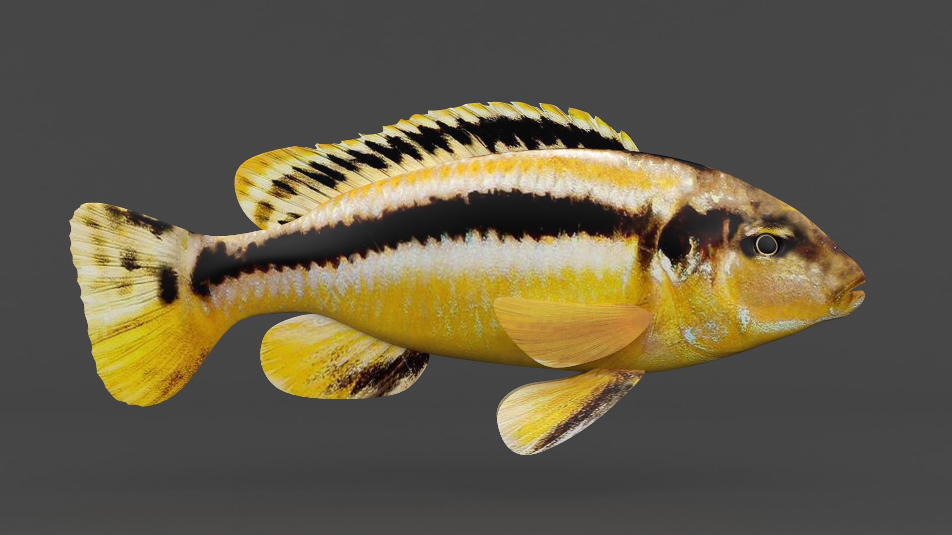 3D Auratus Fish Model - TurboSquid 2158109