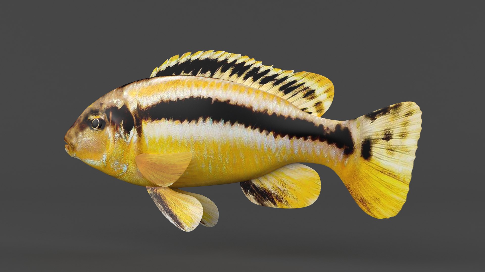 3D Auratus Fish Model - TurboSquid 2158109