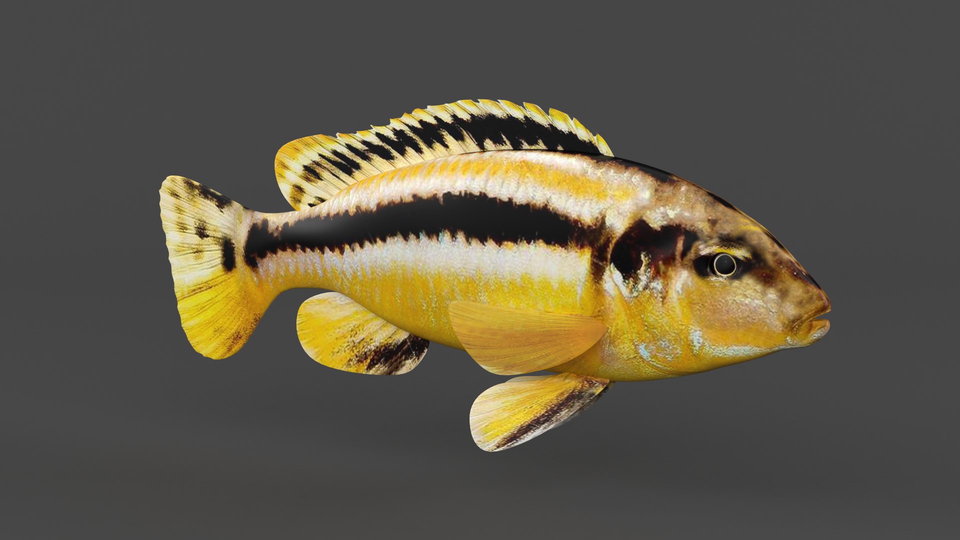 3D Auratus Fish Model - TurboSquid 2158109