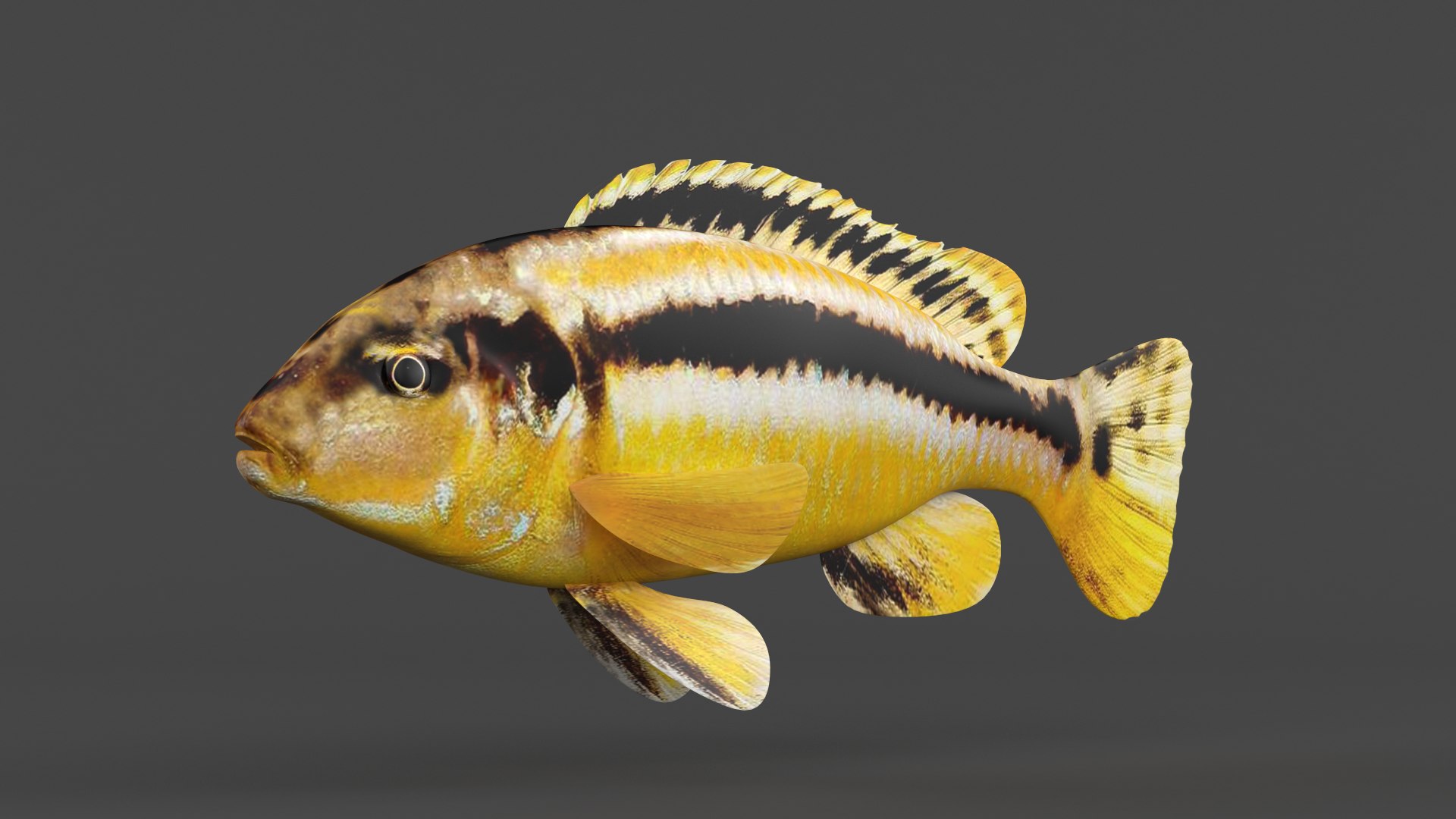 3D Auratus Fish Model - TurboSquid 2158109