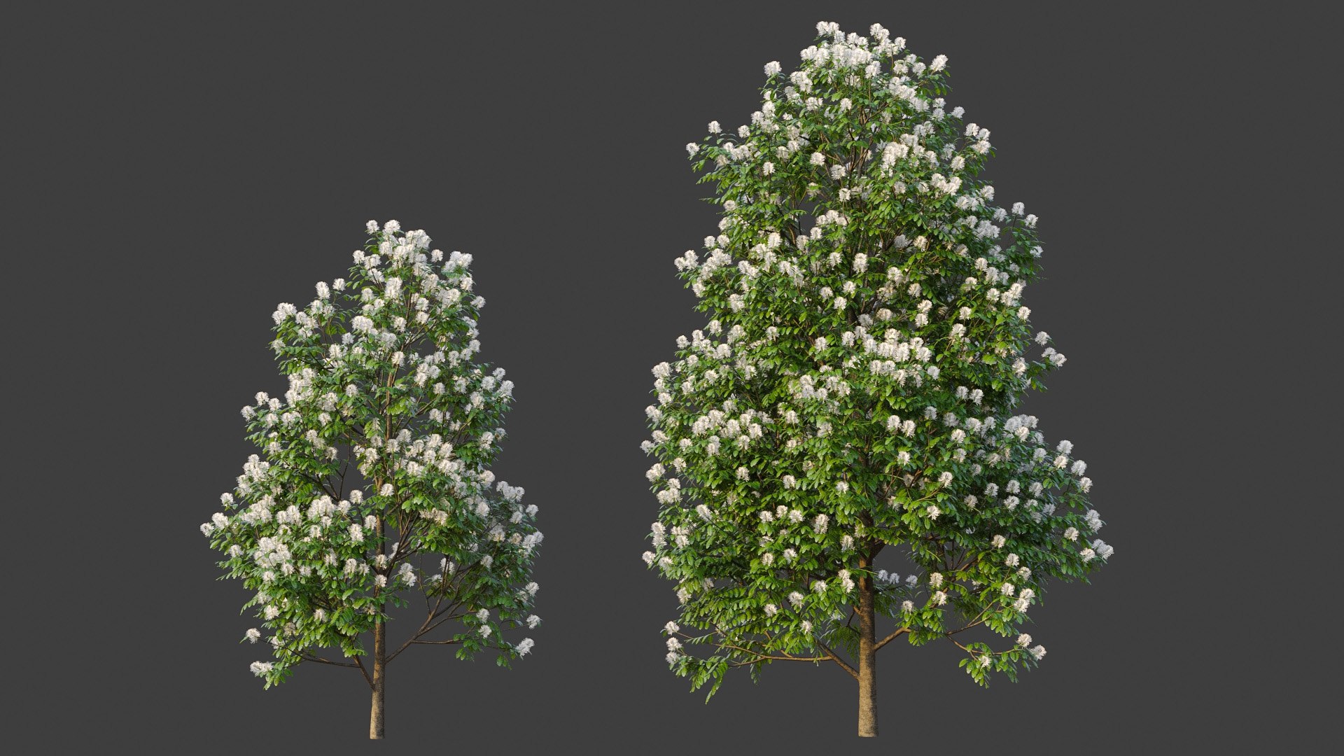 3D XfrogPlants Grey Myrtle - Backhousia Myrtifolia Model - TurboSquid ...