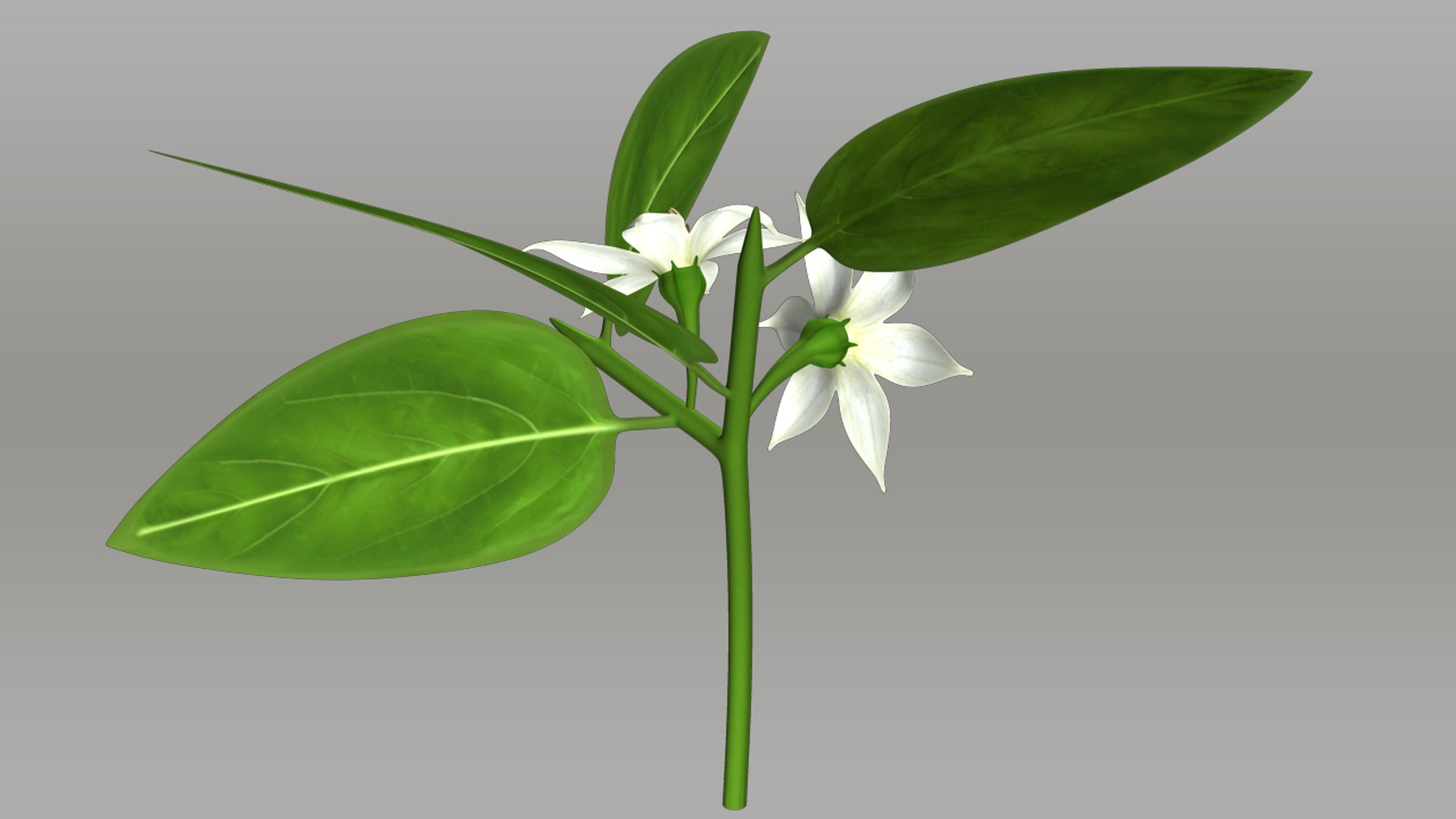 3d capsicum food etables