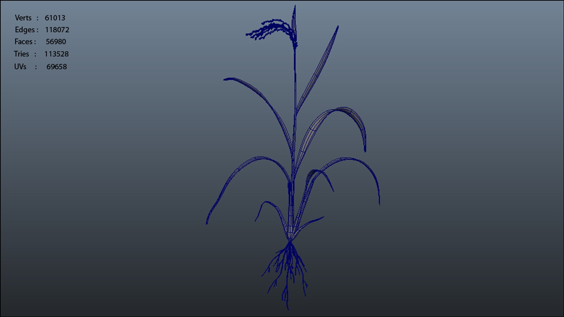 3d Model Fibrous Root