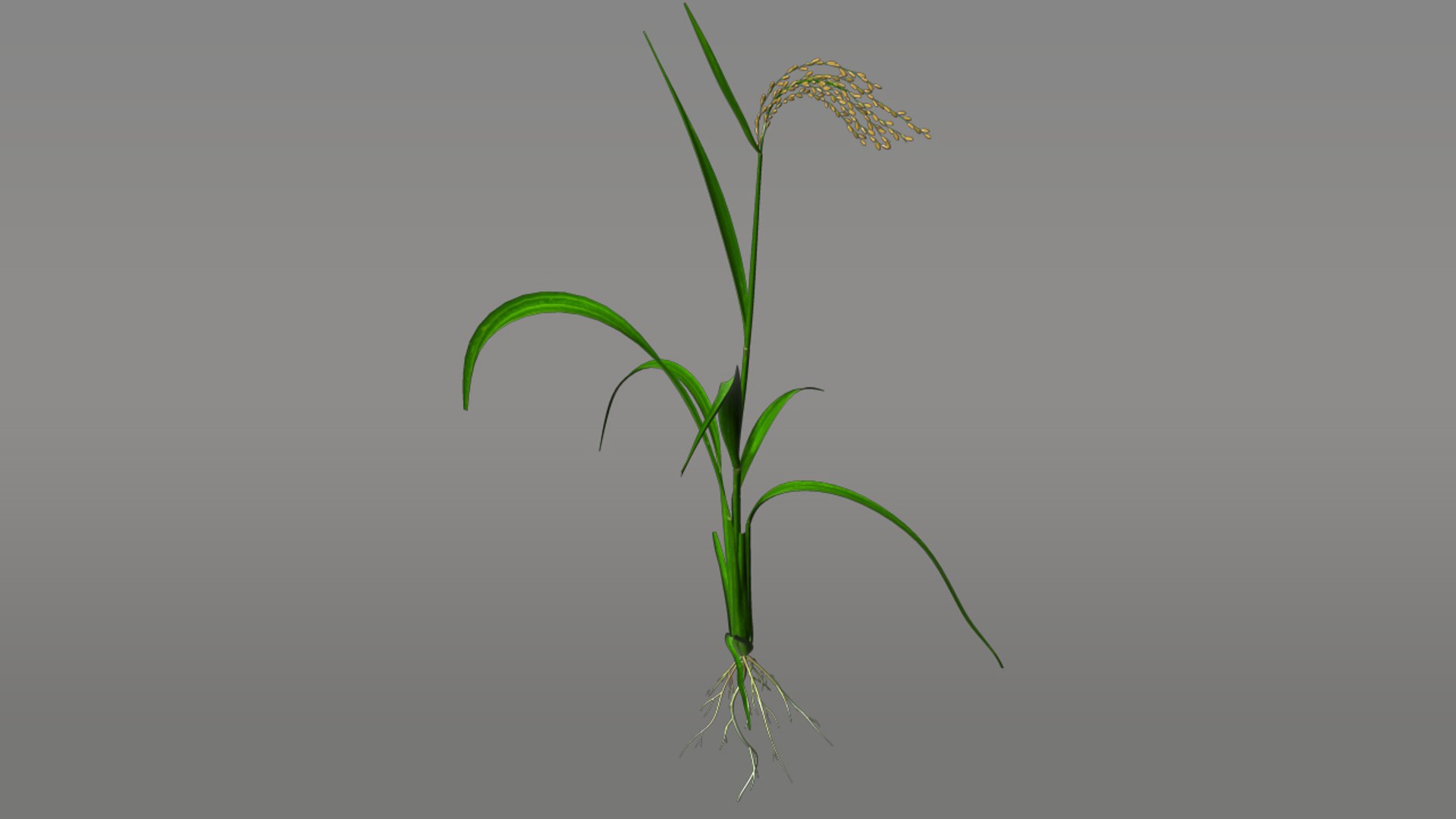 3d Model Fibrous Root