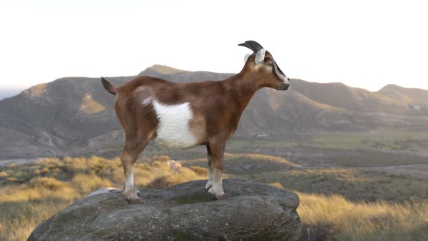 3D GoatTextureFur - TurboSquid 1810089