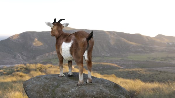 3D GoatTextureFur - TurboSquid 1810089